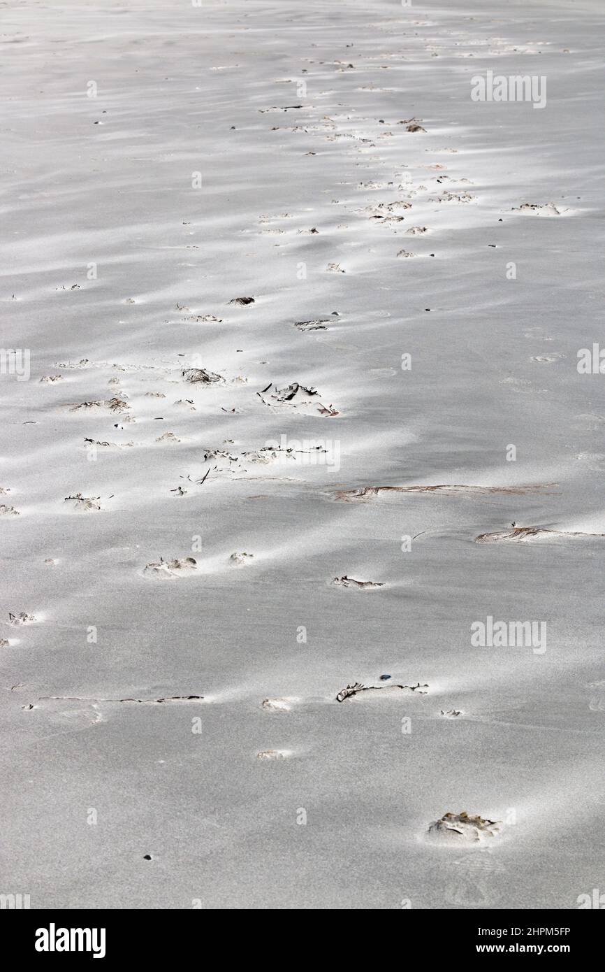 Blown algae hi-res stock photography and images - Alamy