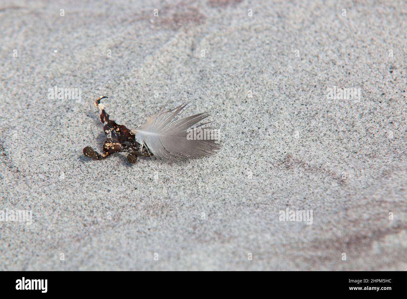 Blown algae hi-res stock photography and images - Alamy