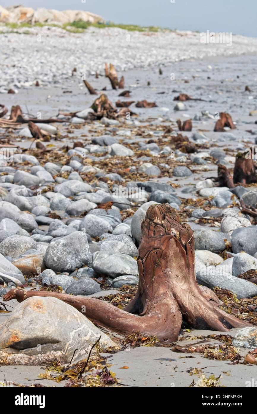 Hawk beach hi-res stock photography and images - Alamy