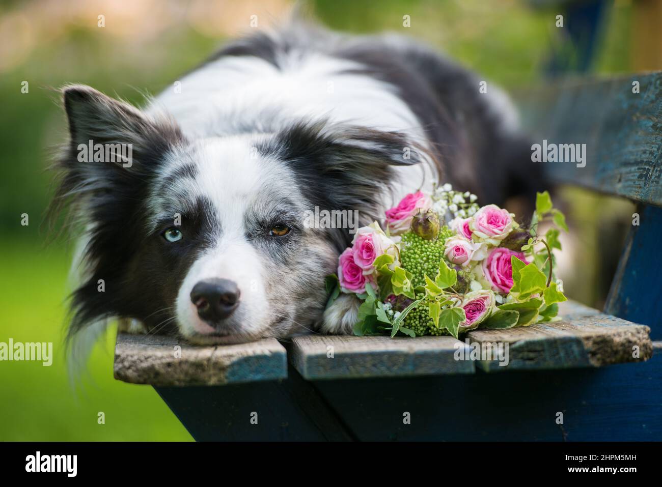 Border collie with flower bouquet Stock Photo - Alamy