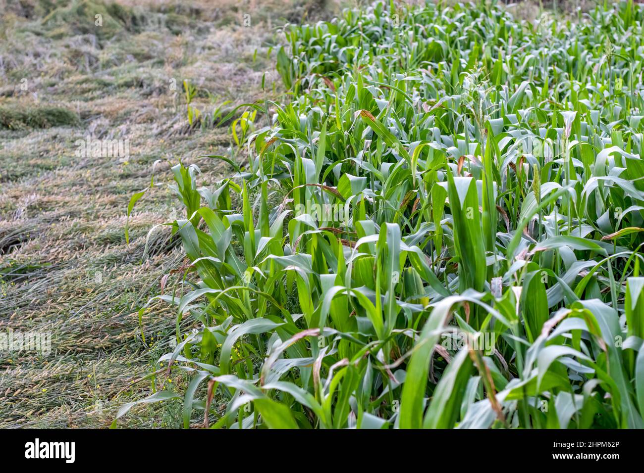 Young corn grass beside the mustard field close up shot Stock Photo - Alamy
