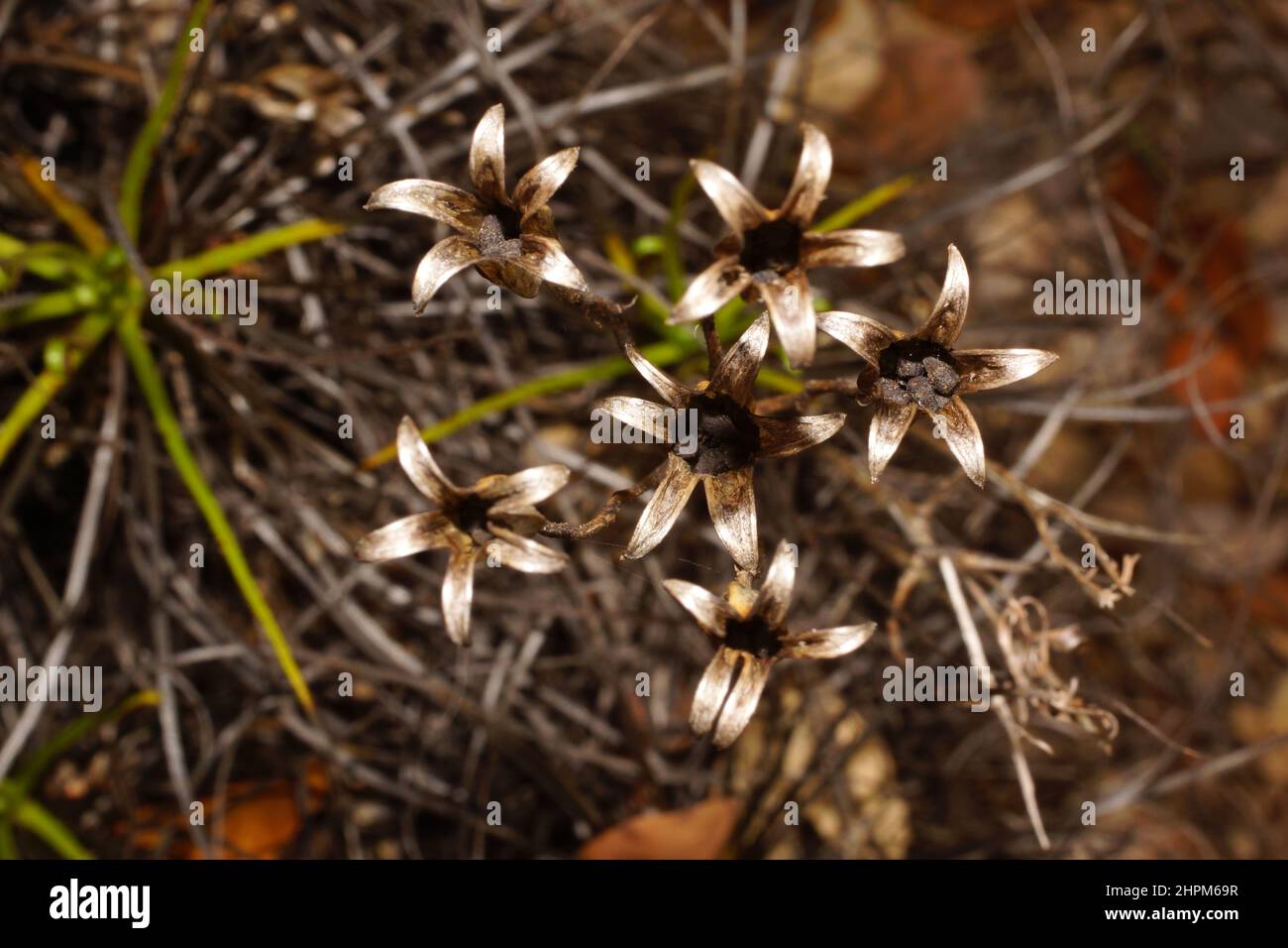 Seed pods of Portuguese sundew or dewy pine (Drosophyllum lusitanicum ...