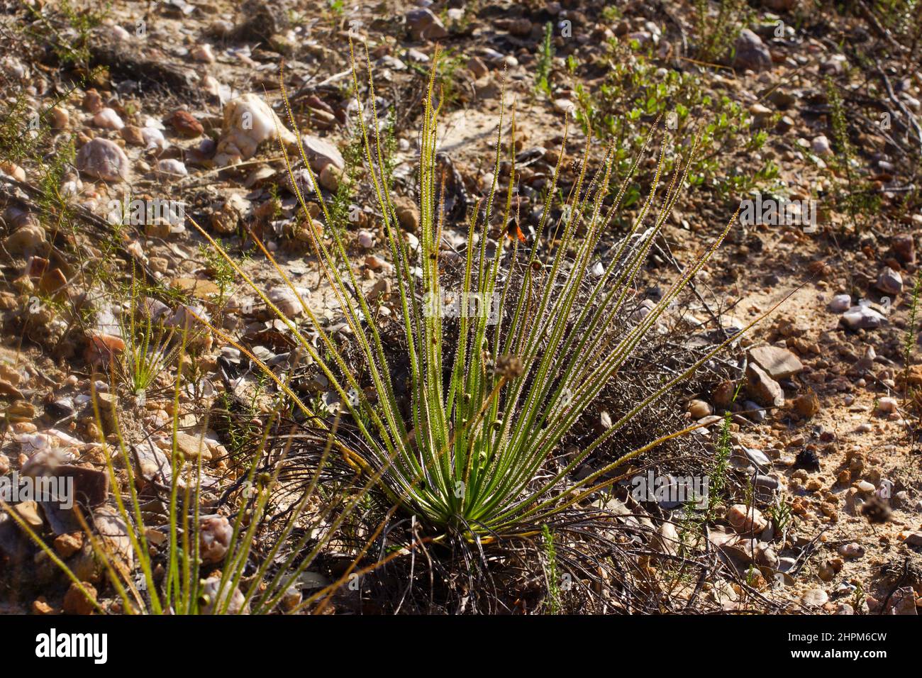 Portuguese sundew or dewy pine (Drosophyllum lusitanicum), Portugal ...