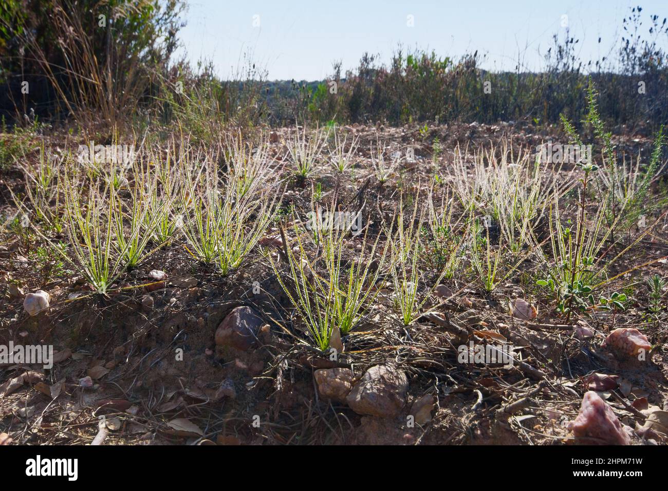 Glistening Portuguese sundew or dewy pine (Drosophyllum lusitanicum ...