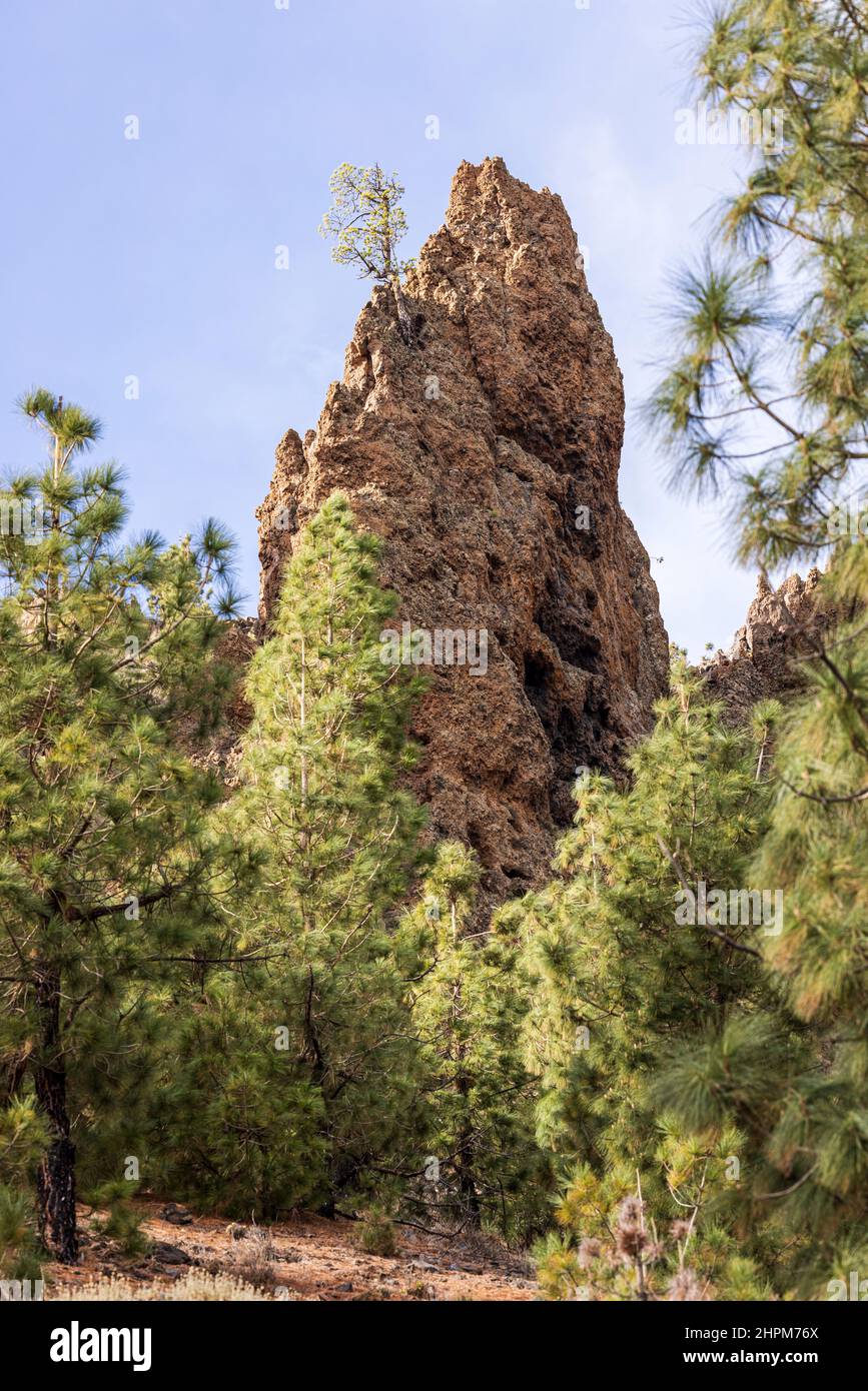 Lone pine, pinus canariensis, Canarian pine tree grows out of a ...