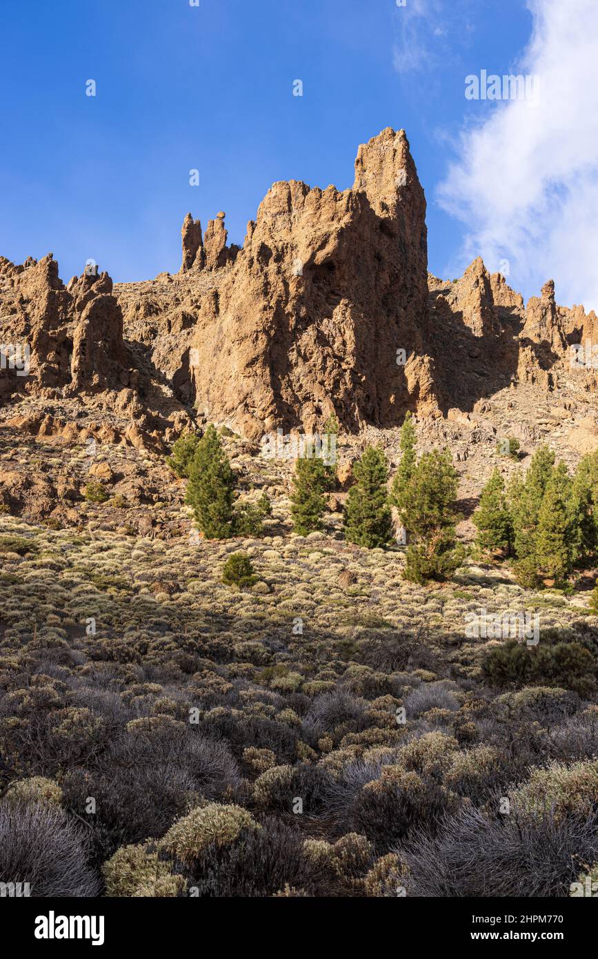 Volcanic rocky cliff formations with Canarian pine trees, Pinus ...