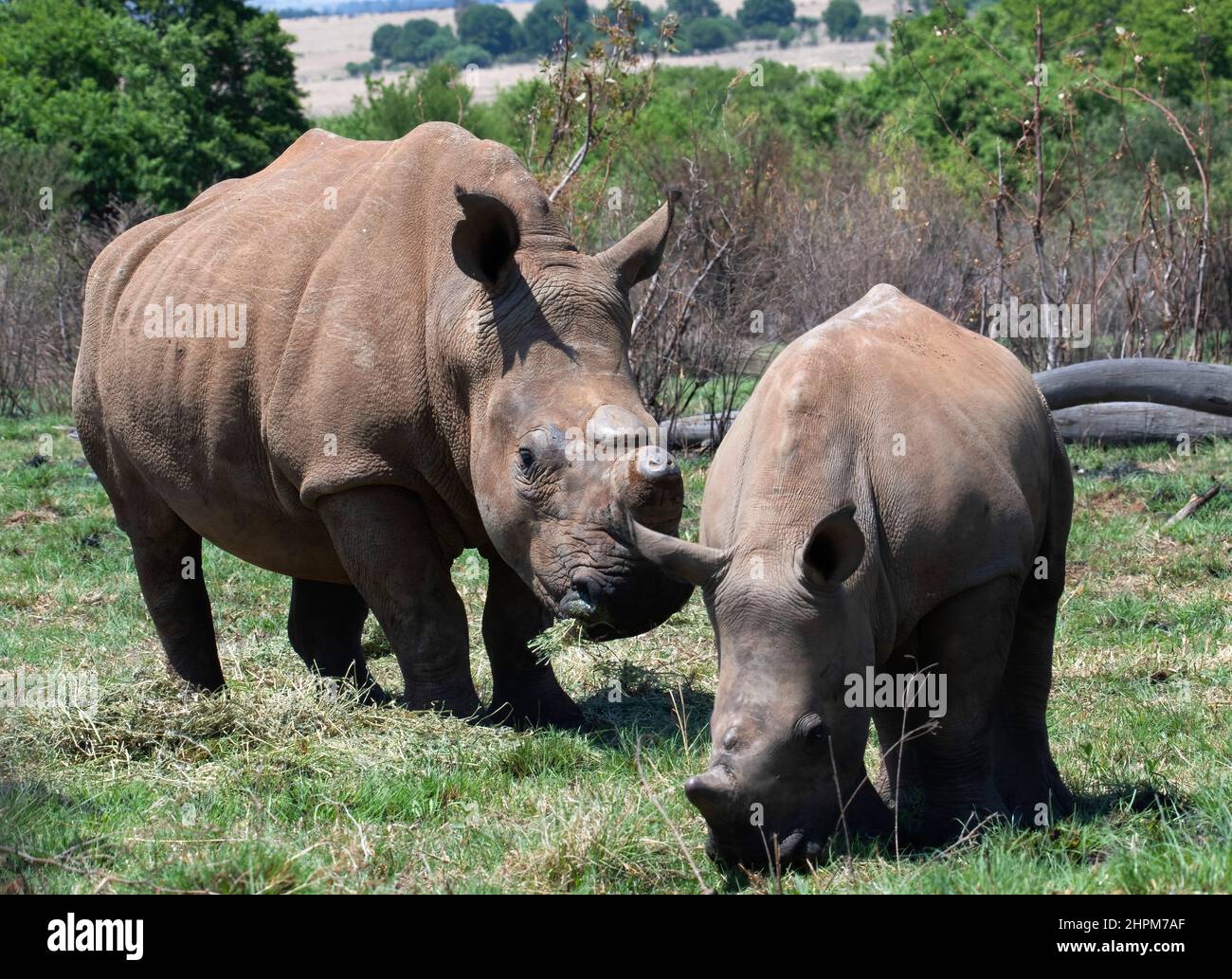 White rhinoceros cow and calf Stock Photo - Alamy