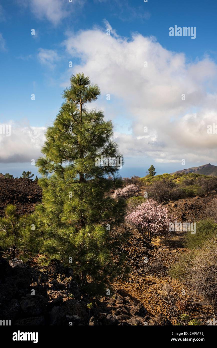 Pinus canariensis, Canarian Pine tree and Prunus dulcis, almond tree in ...