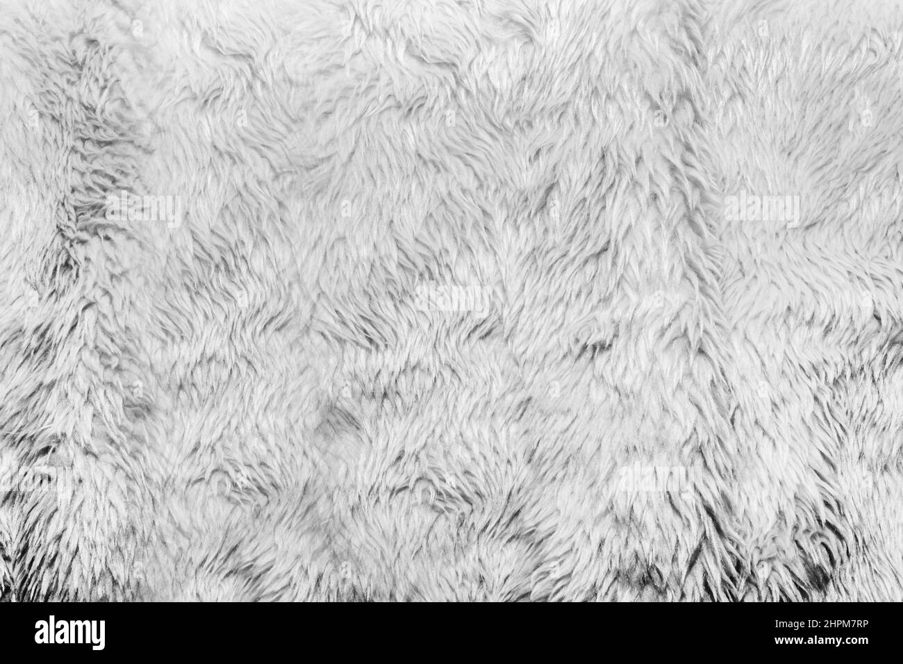 Backdrop close-up photo texture of light colored animal fur material ...