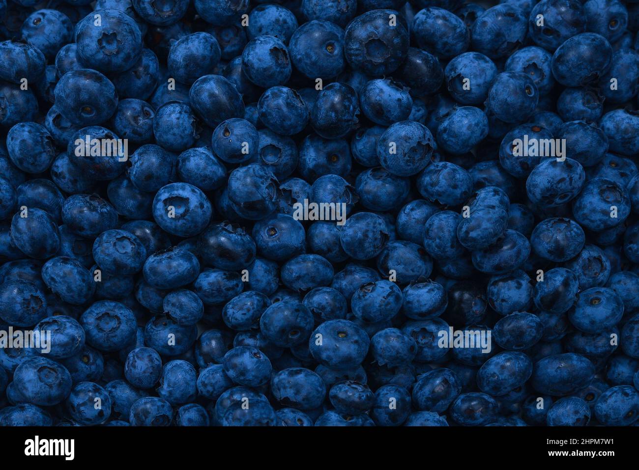Fresh blueberry background. Texture blueberry berries close up Stock ...