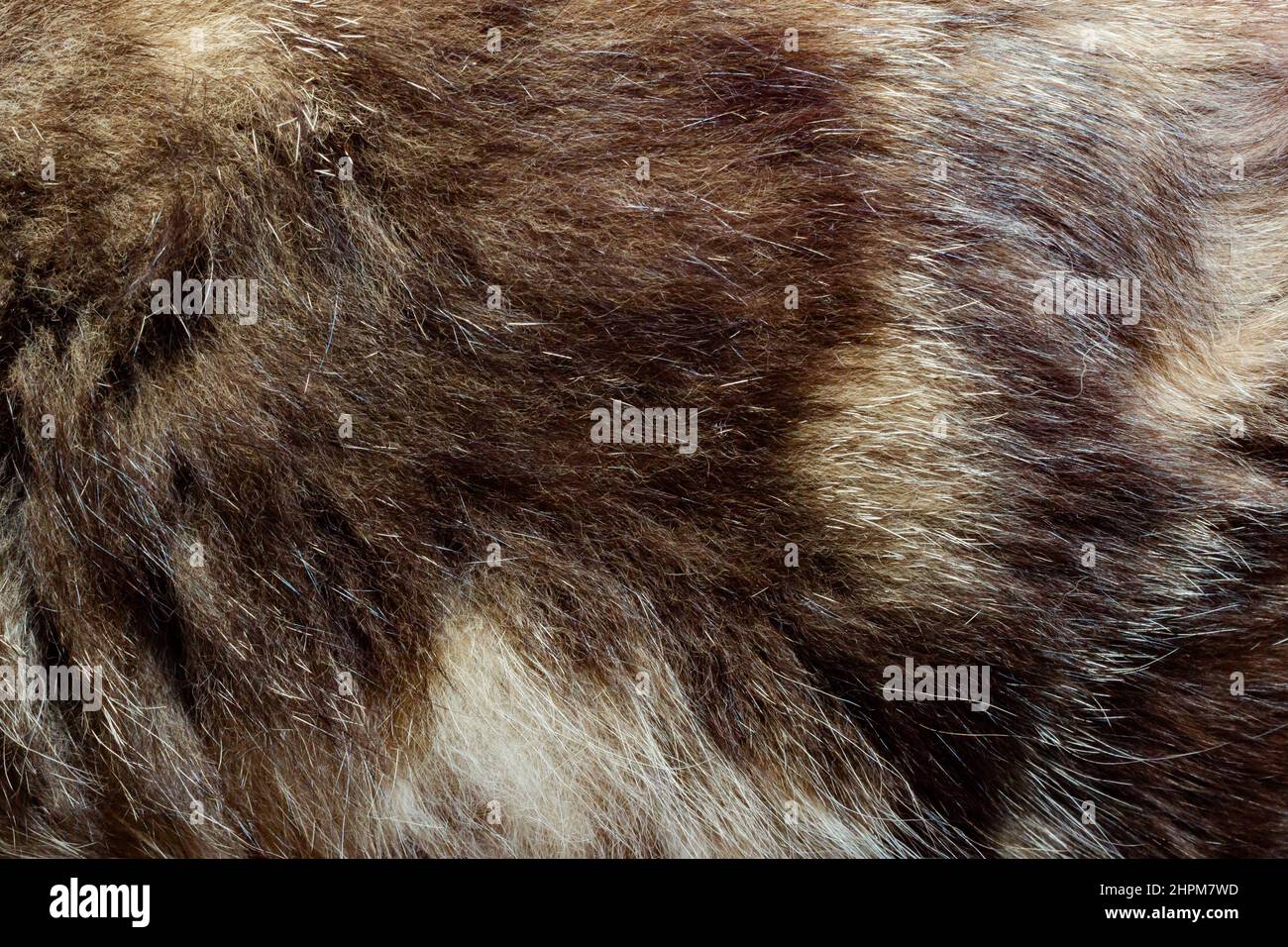 Backdrop close-up photo texture of brown colored animal fur material ...