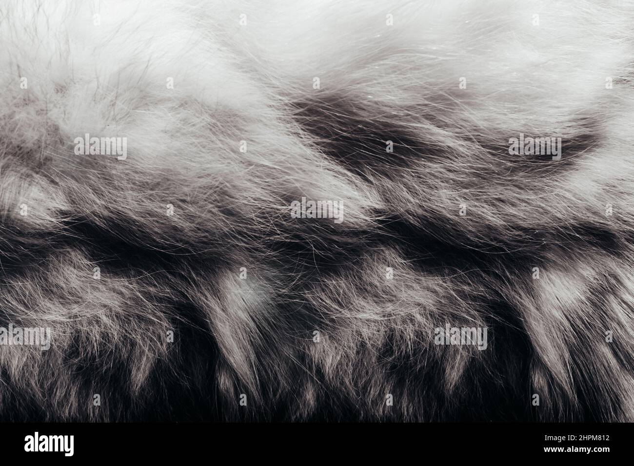 Backdrop close-up photo texture of gray colored and shaded animal fur ...