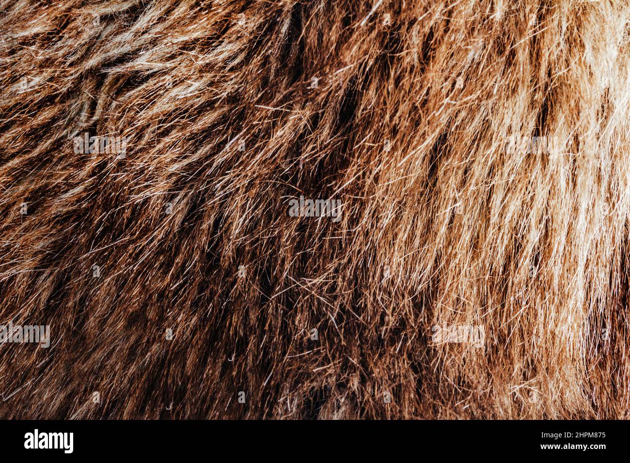 Backdrop close-up photo texture of brown colored animal fur material ...