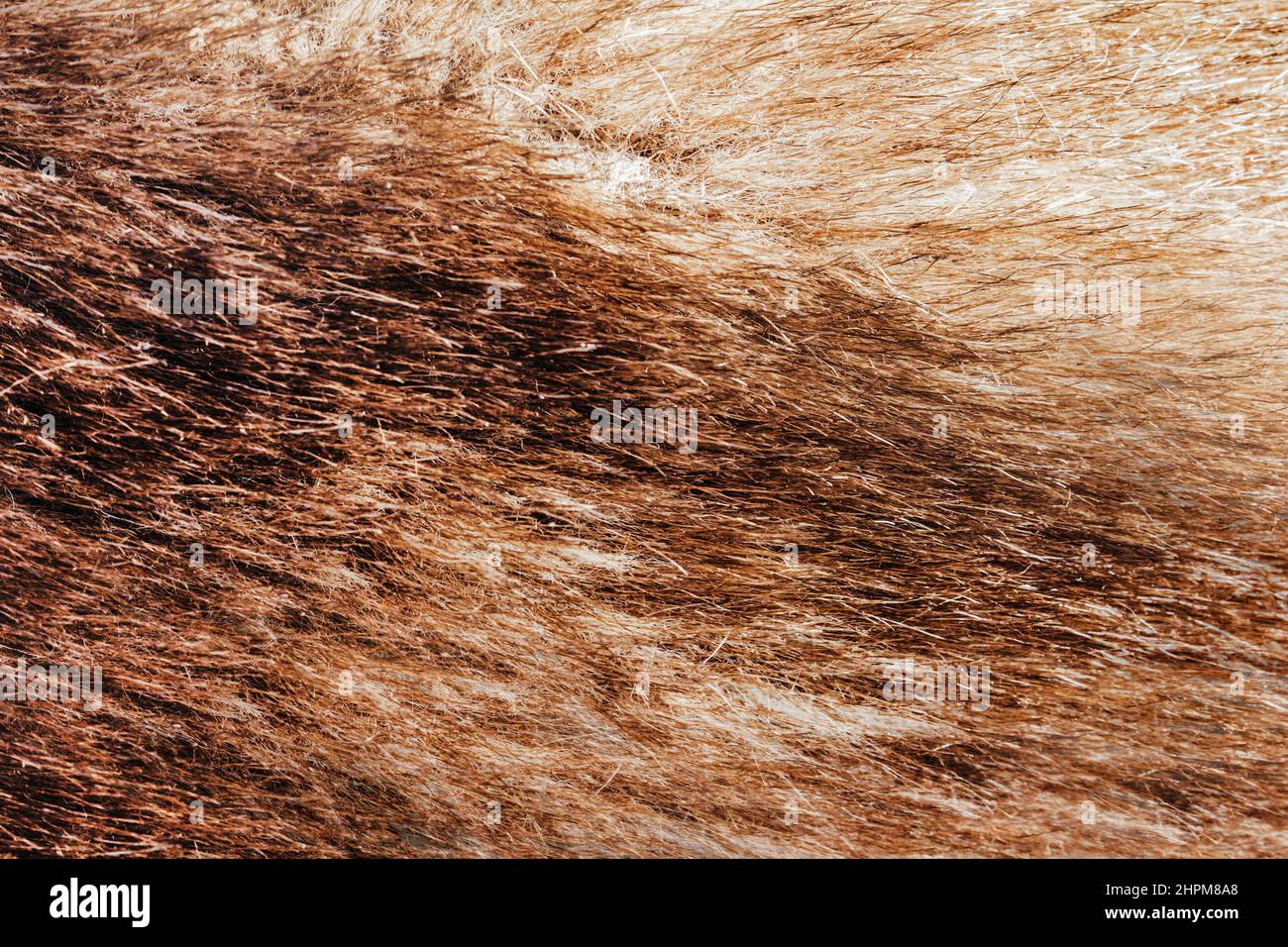 Backdrop close-up photo texture of brown colored animal fur material ...