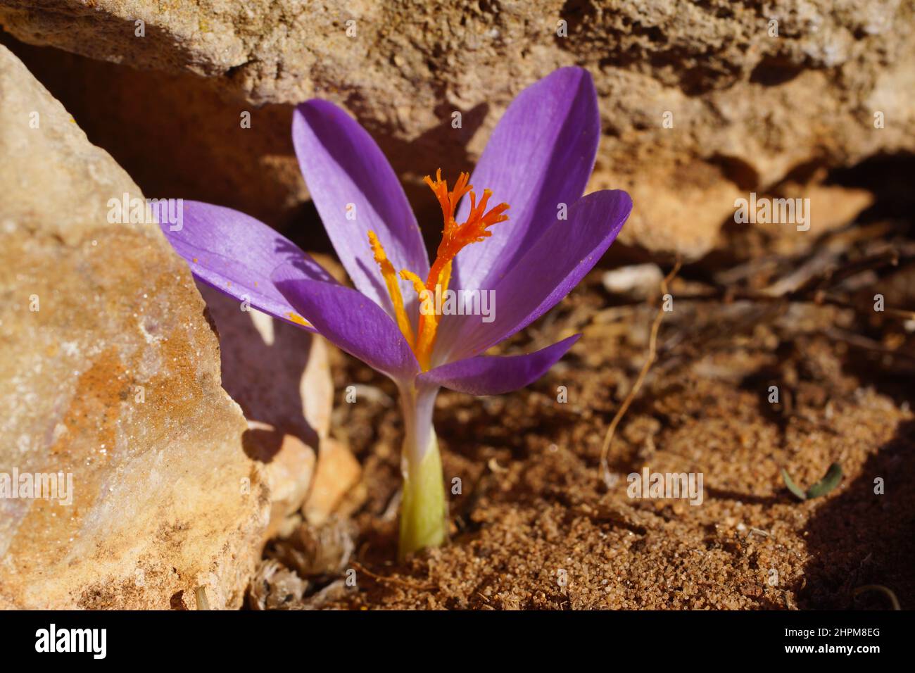Flower of the late Crocus (Crocus serotinus), natural habitat, Portugal ...