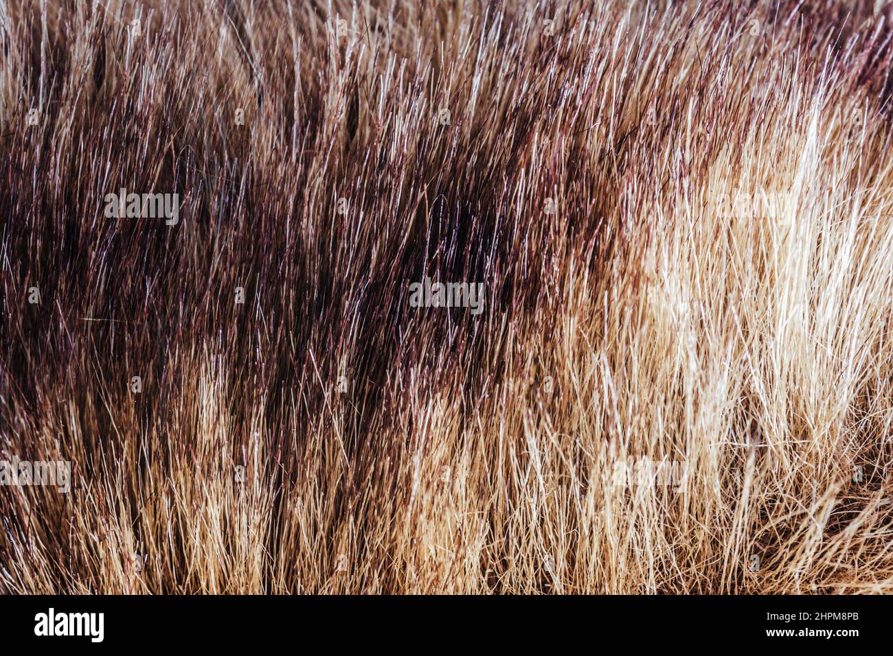 Backdrop close-up photo texture of brown colored animal fur and hair ...