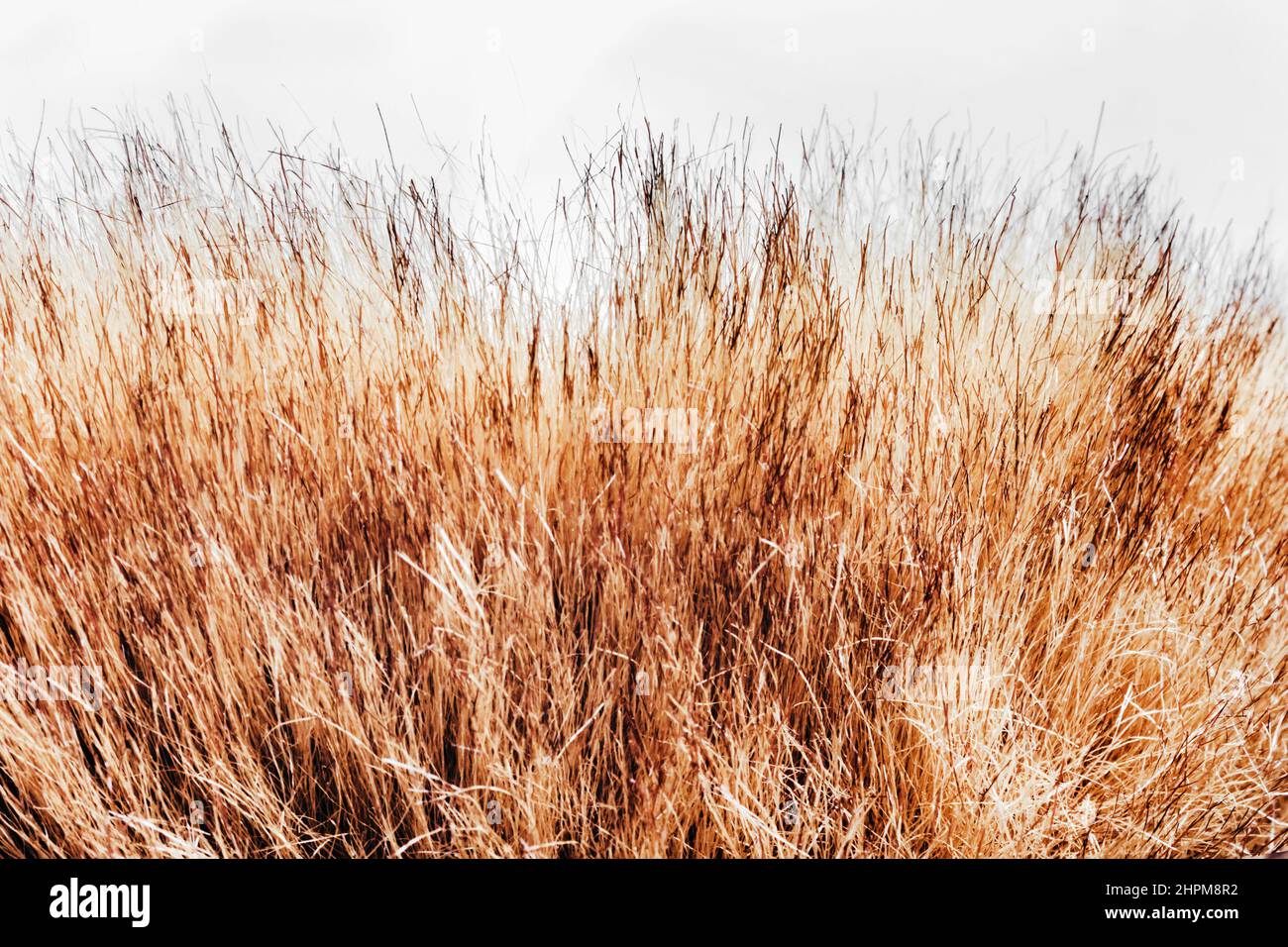 Backdrop close-up photo texture of brown colored animal hair edge fur ...