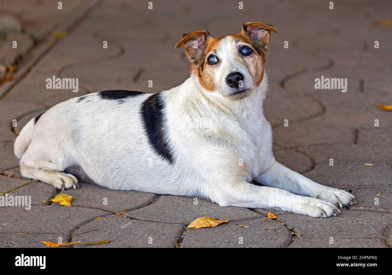 Old jack russell hi-res stock photography and images - Alamy