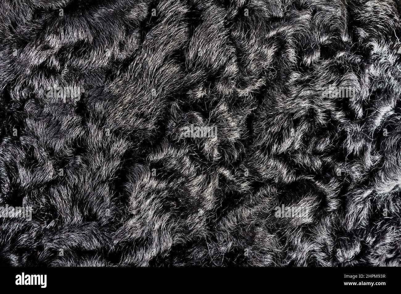 Astrakhan coat hi-res stock photography and images - Alamy