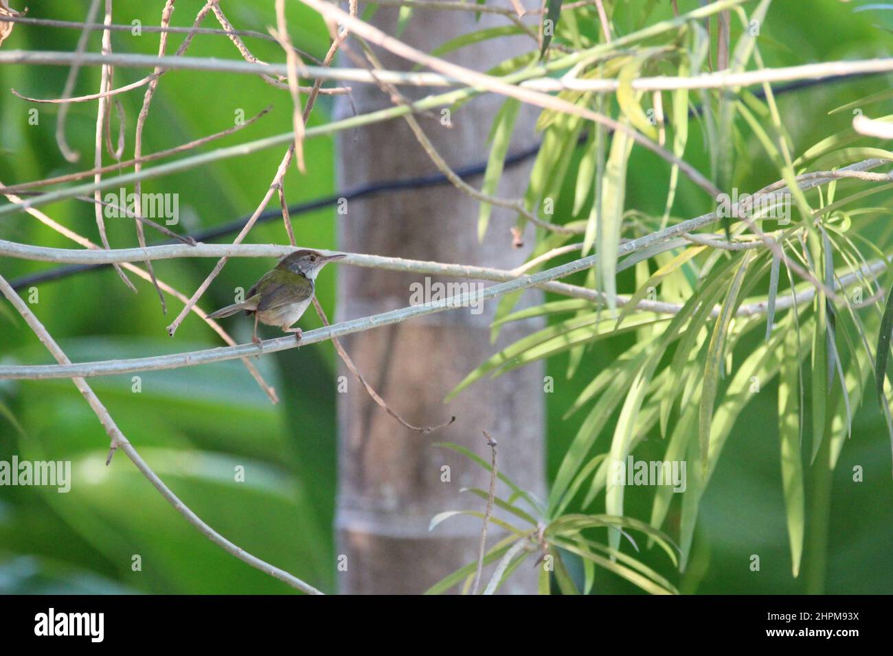 bird (kind of sparrow ?) in laos Stock Photo - Alamy