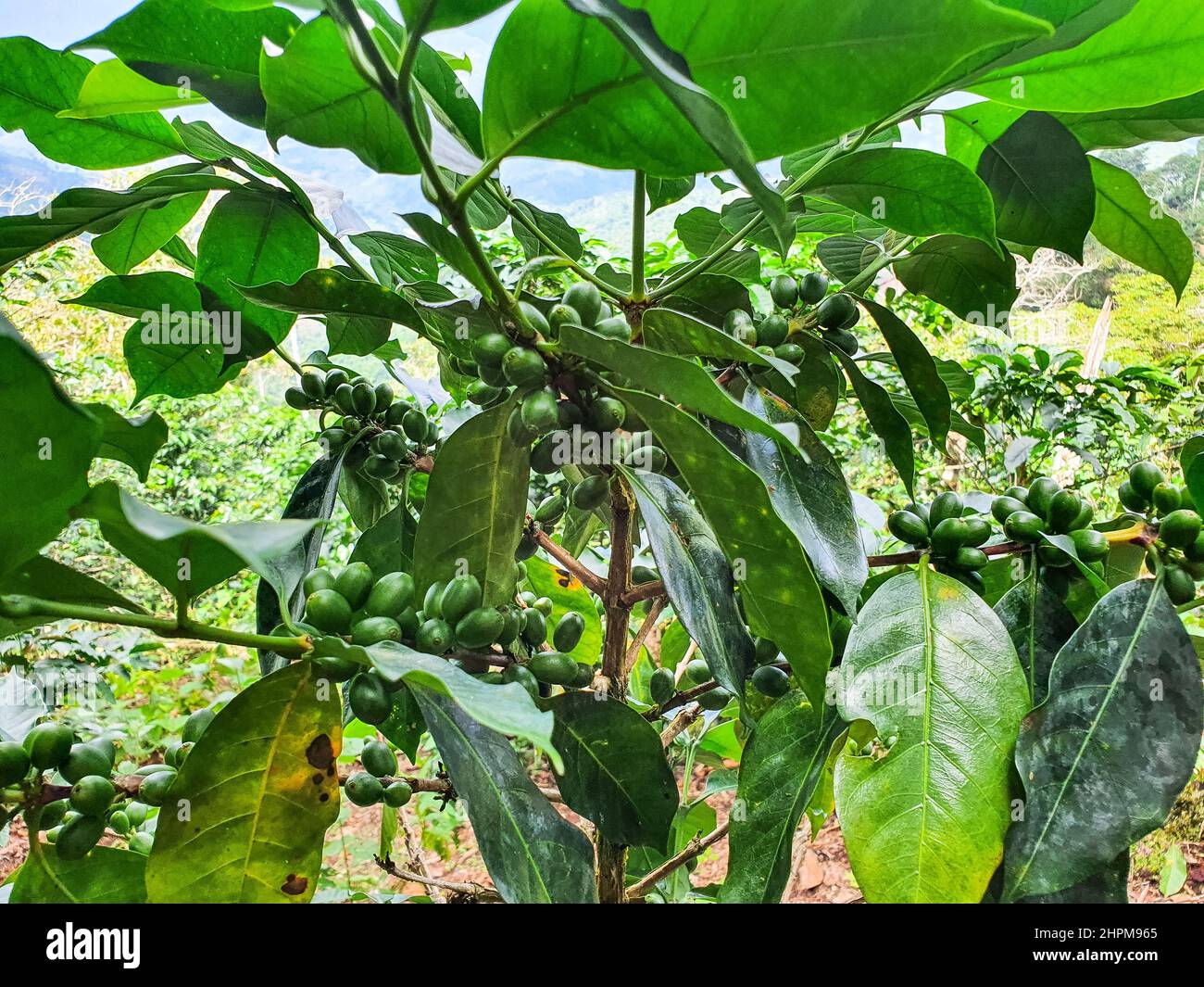 Coffee tree with green coffee beans on the branch Stock Photo - Alamy