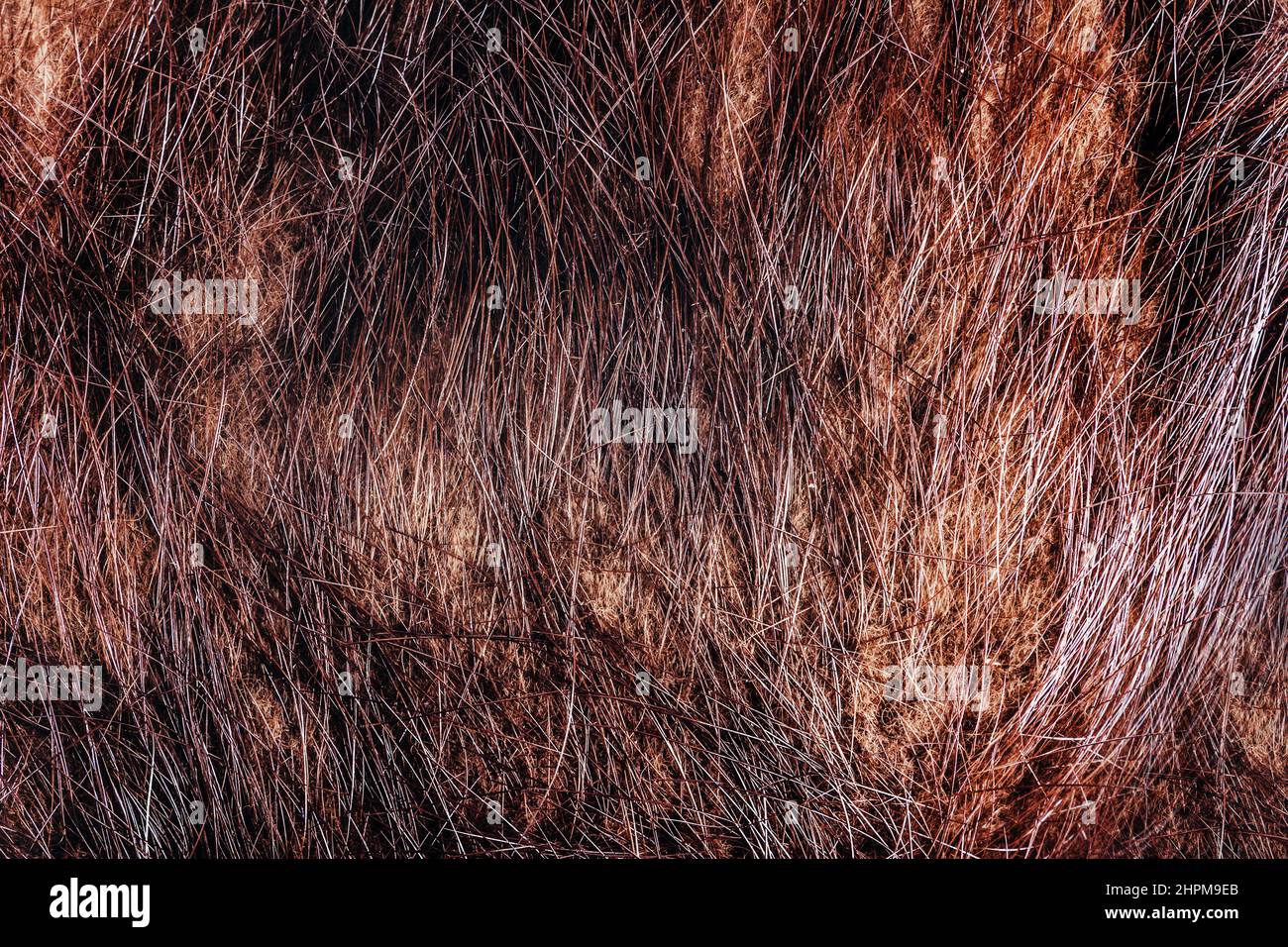 Backdrop close-up photo texture of brown colored animal fur and hair ...