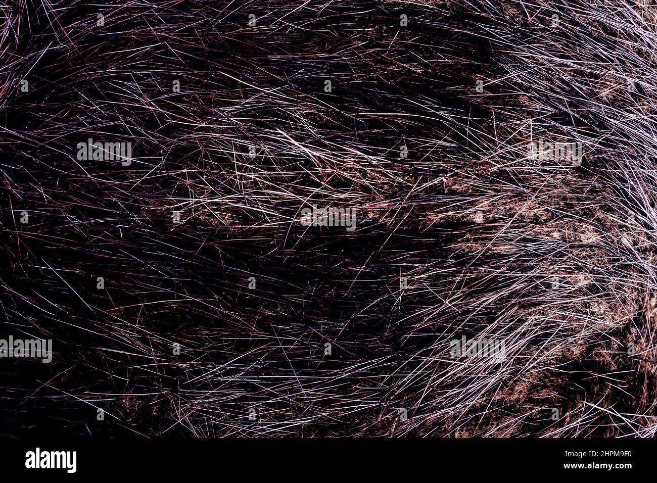 Backdrop close-up photo texture of brown colored animal fur and hair ...