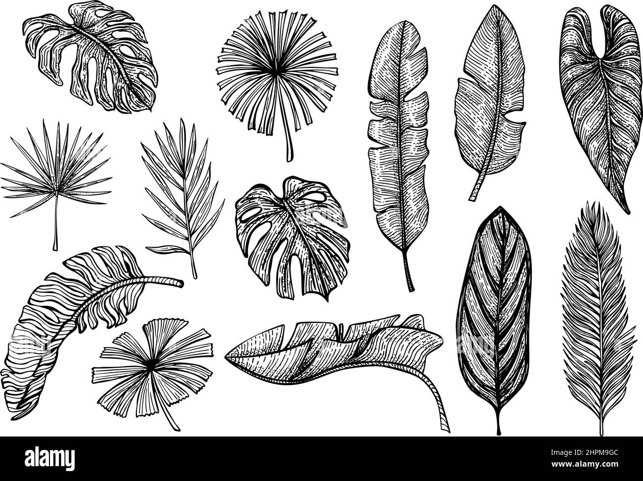 Set tropical leaves isolated. Retro banan, monstera, palm,alocasia leaf ...