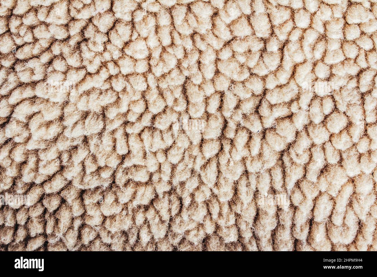 Light brown colored fur hi-res stock photography and images - Alamy
