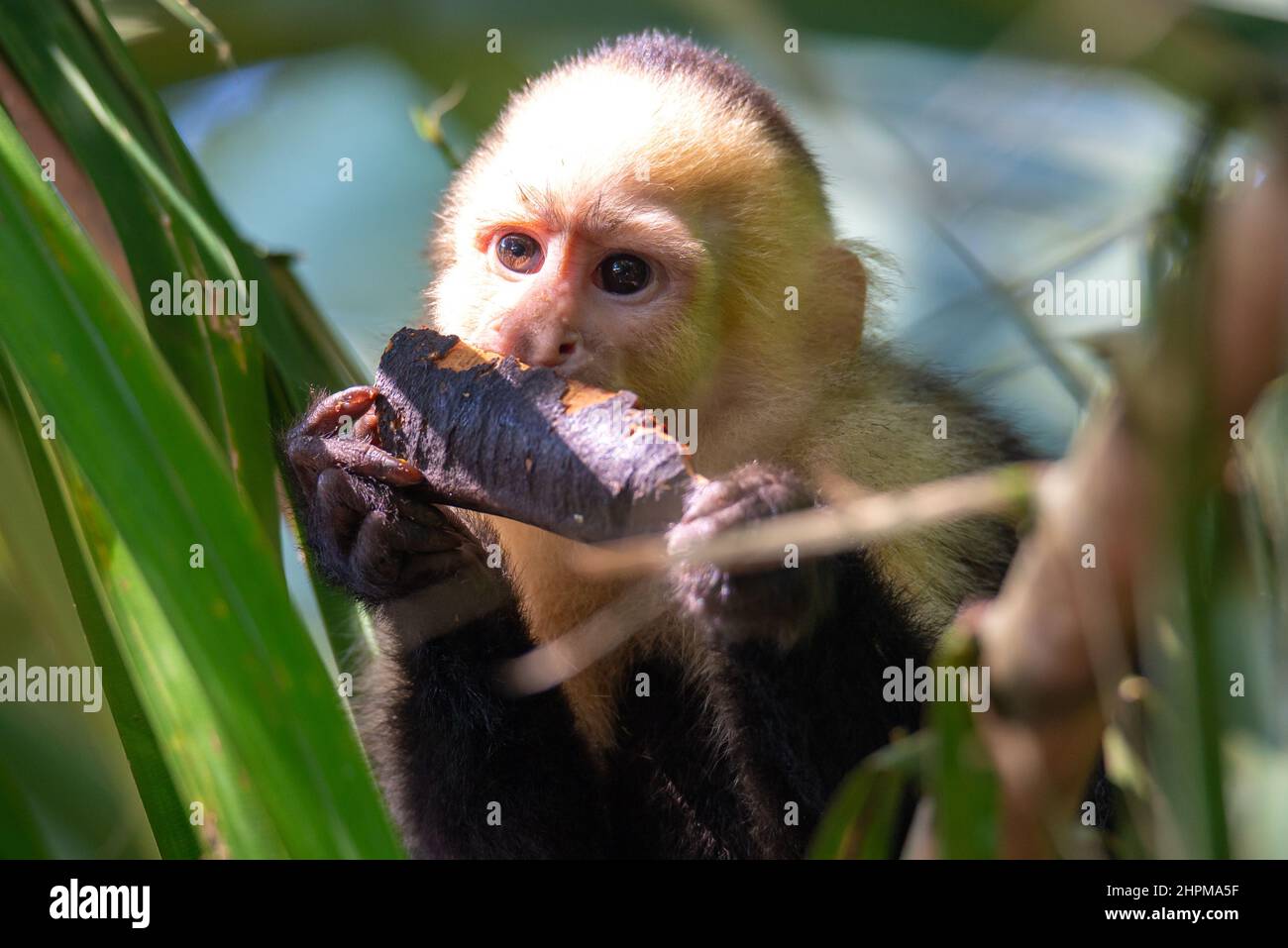 White-faced capuchin, Cebus capucinus, portrait eatinin the jungle ...