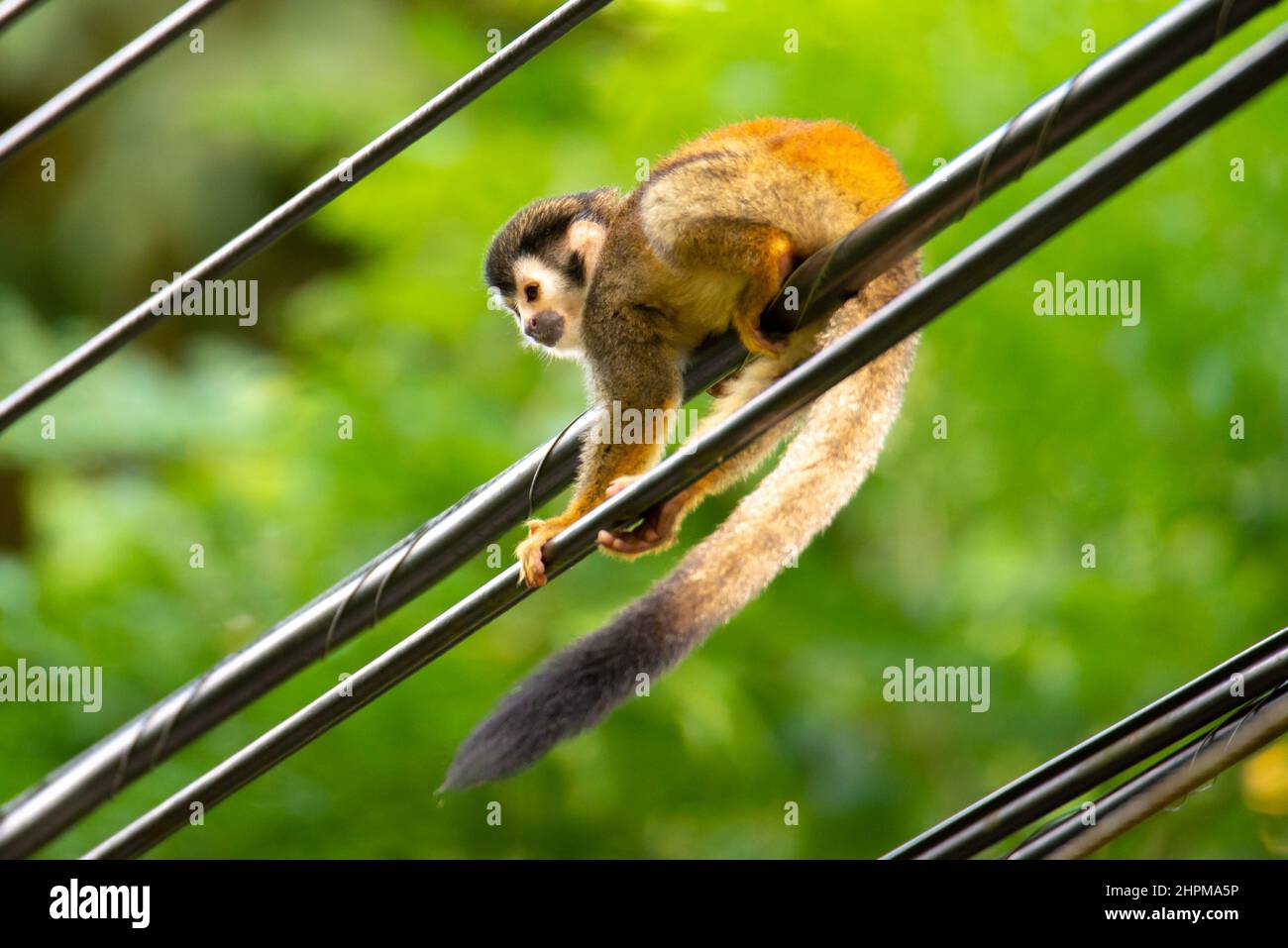 Central American squirrel monkey, Saimiri oerstedii, walking on a rope ...