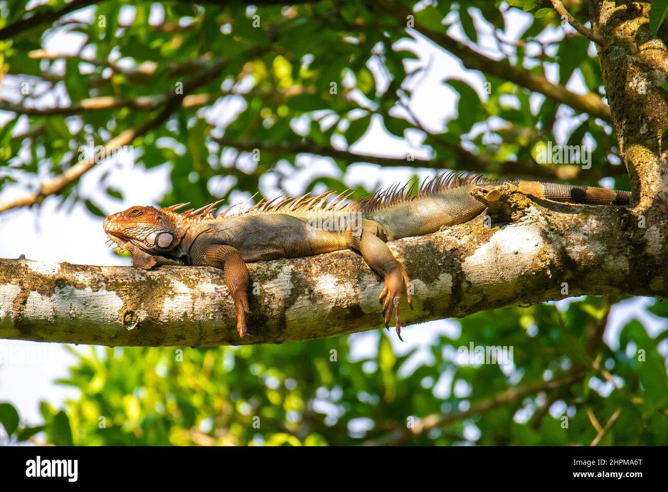 Green iguana, Iguana iguana, resting in a branch of a tree Stock Photo ...