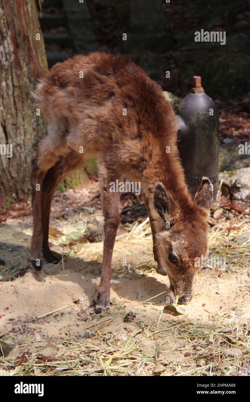 baby deer in miyajima (japan Stock Photo - Alamy