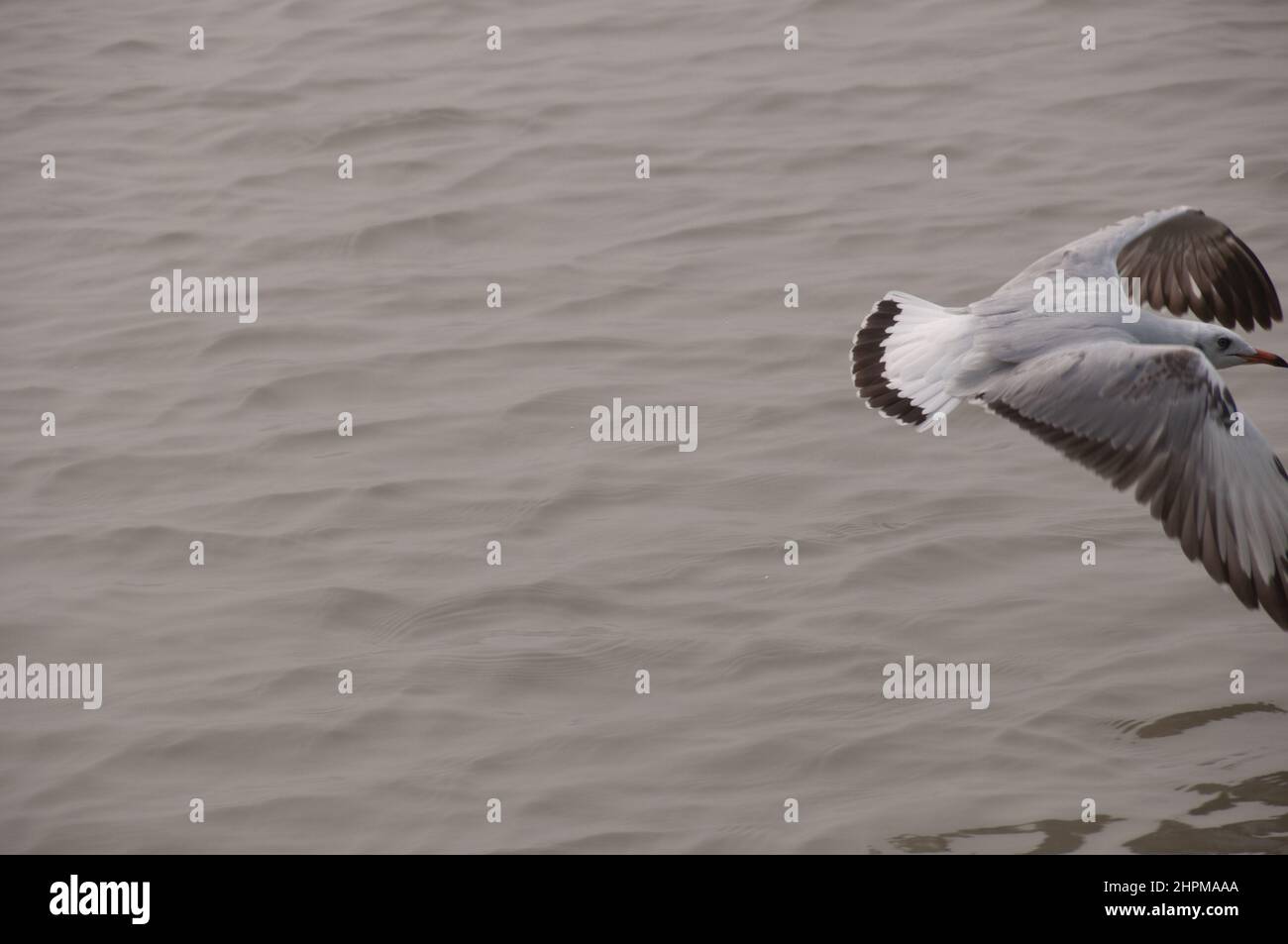 A natural scene of seagull flying Stock Photo - Alamy