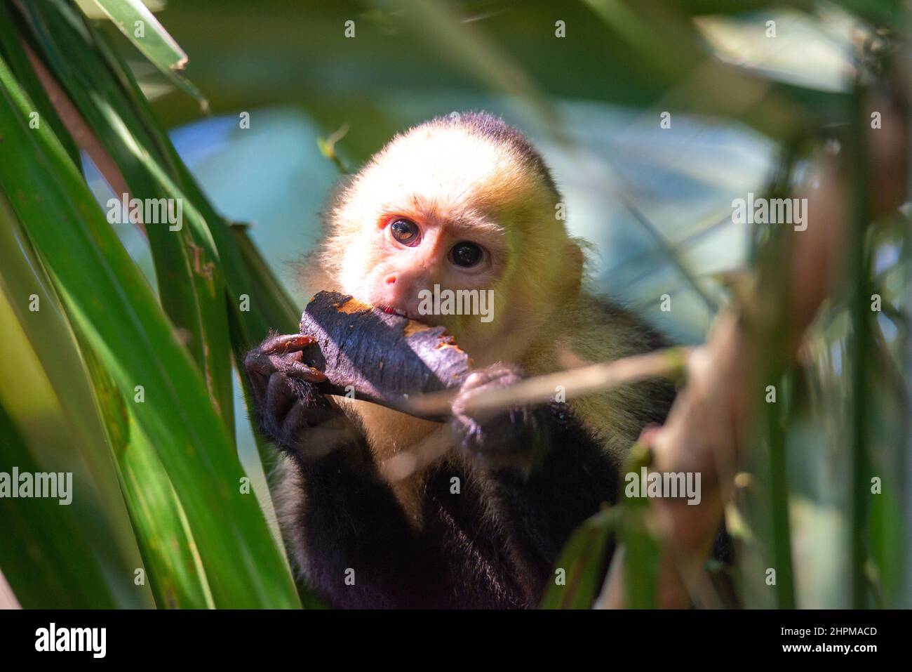 White-faced capuchin, Cebus capucinus, portrait eating in the jungle ...