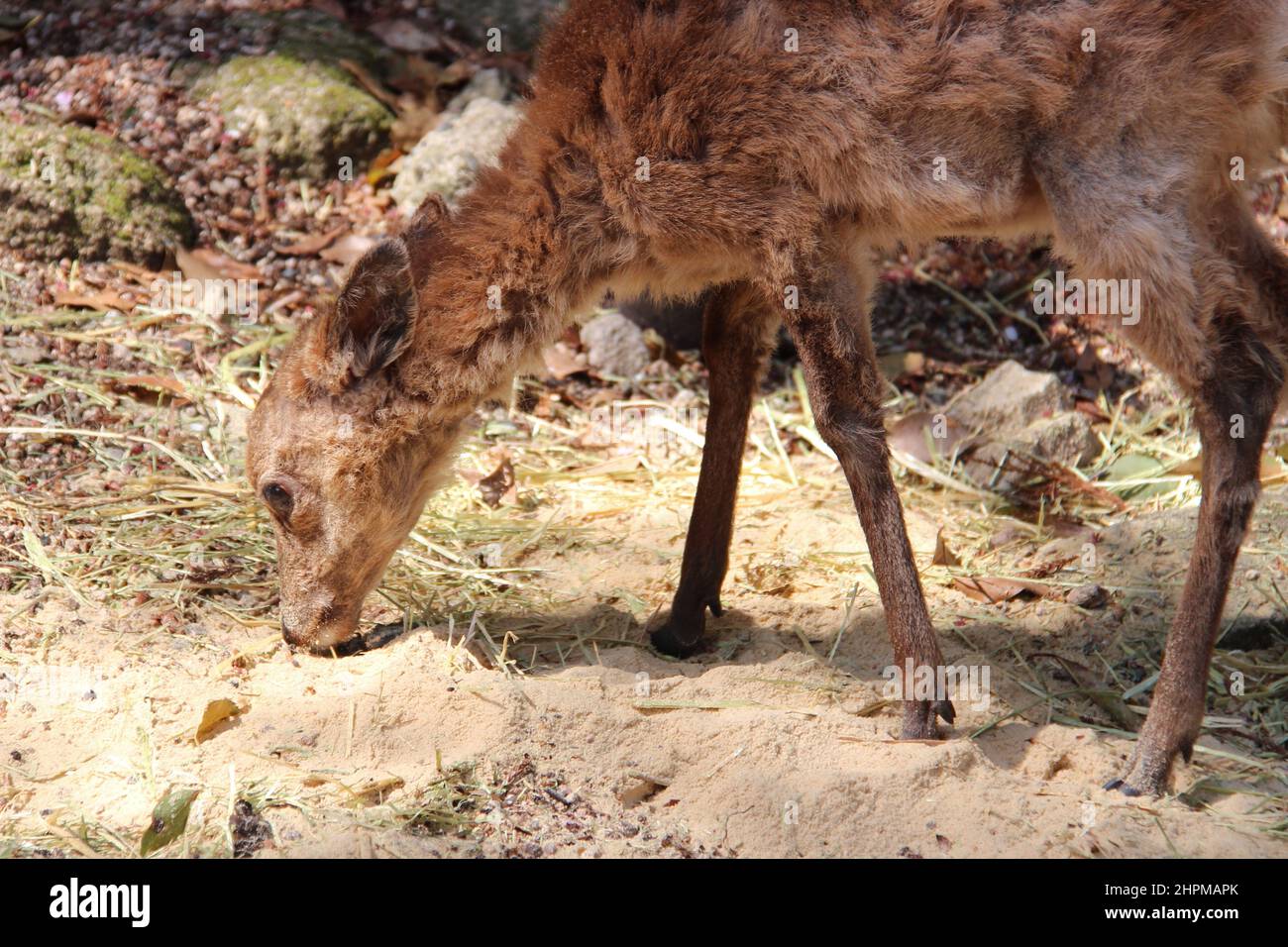 baby deer in miyajima (japan Stock Photo - Alamy