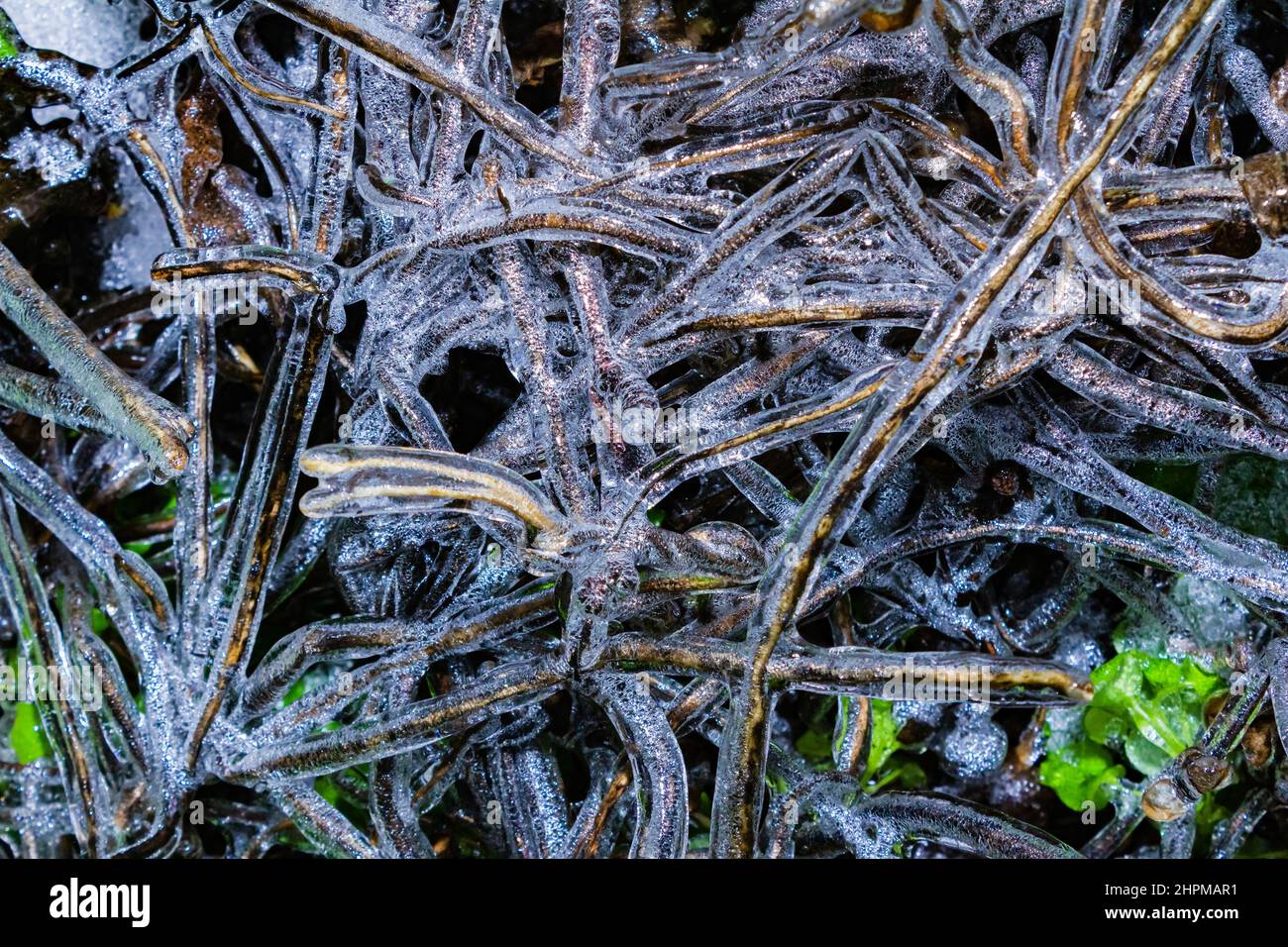 Close up photo of frozen tree branches covered in ice surface texture ...