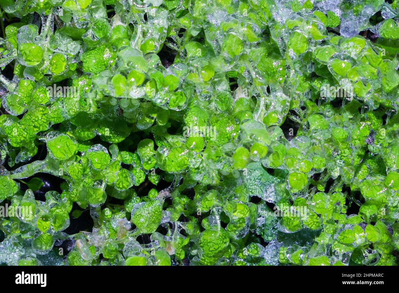 Close up photo of frozen green grass covered in ice surface texture ...