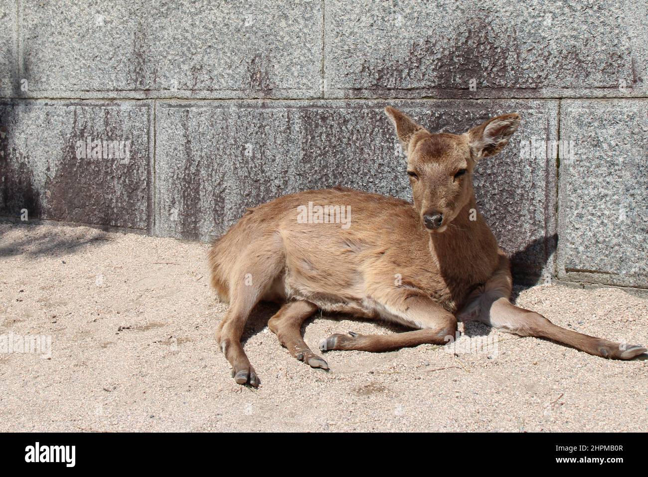 deer in miyajima (japan Stock Photo - Alamy