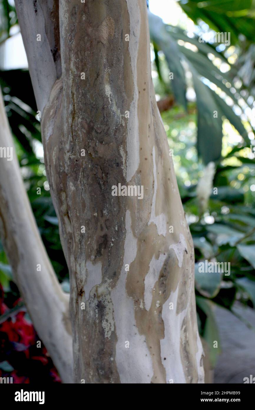 Allspice tree hi-res stock photography and images - Alamy