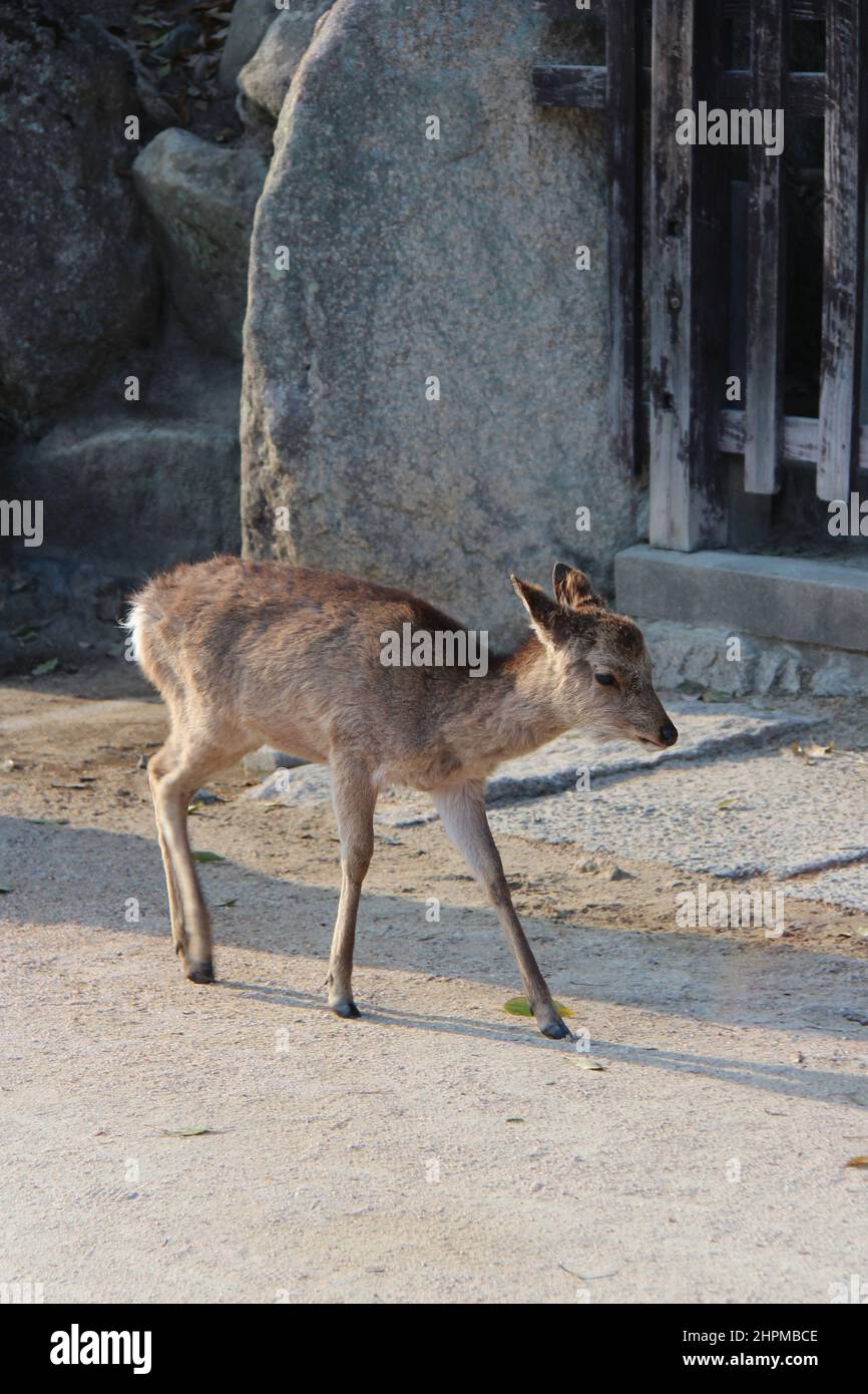 deer in miyajima (japan Stock Photo - Alamy