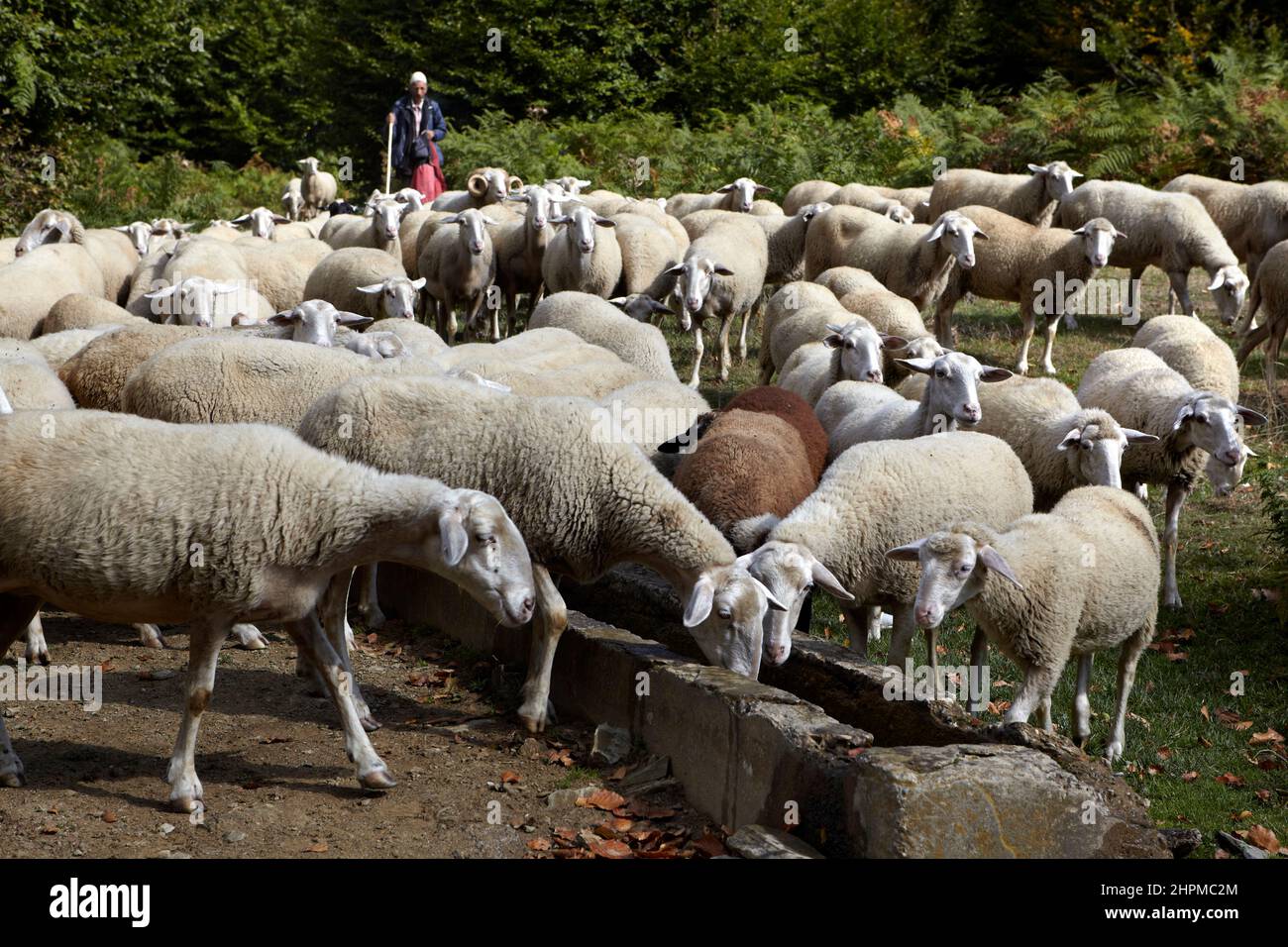 In the mountains of Kosovo near the mountain community of Budakova near ...