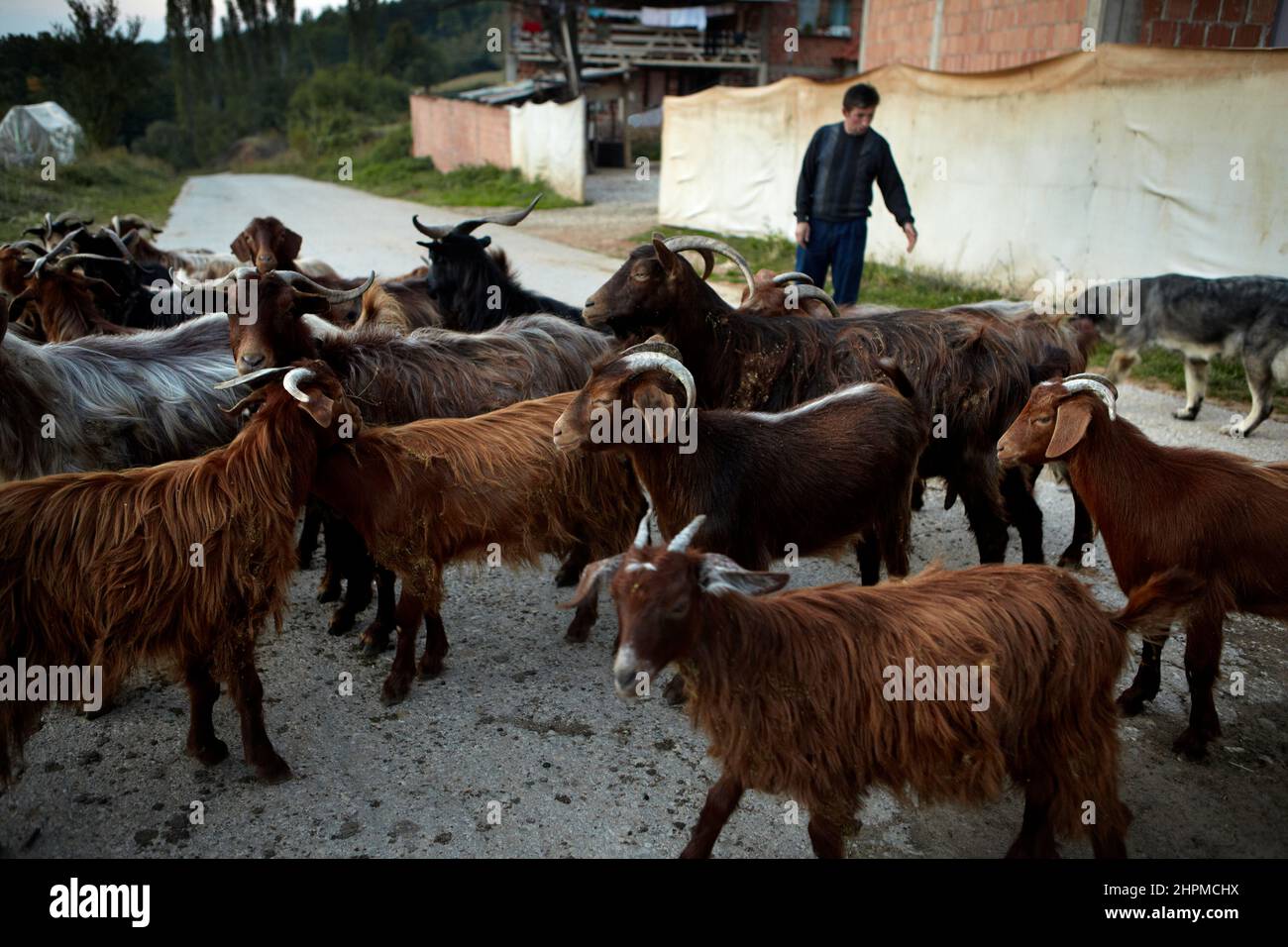 In the mountains of Kosovo near the mountain community of Budakova near ...