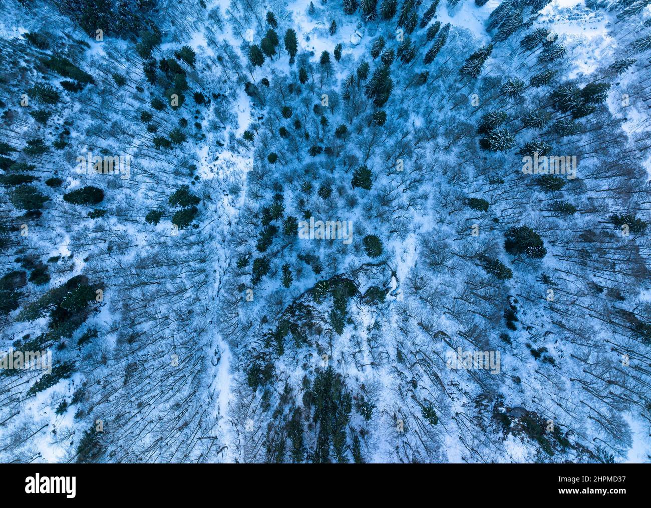 top down aerial view of european wild Stock Photo - Alamy