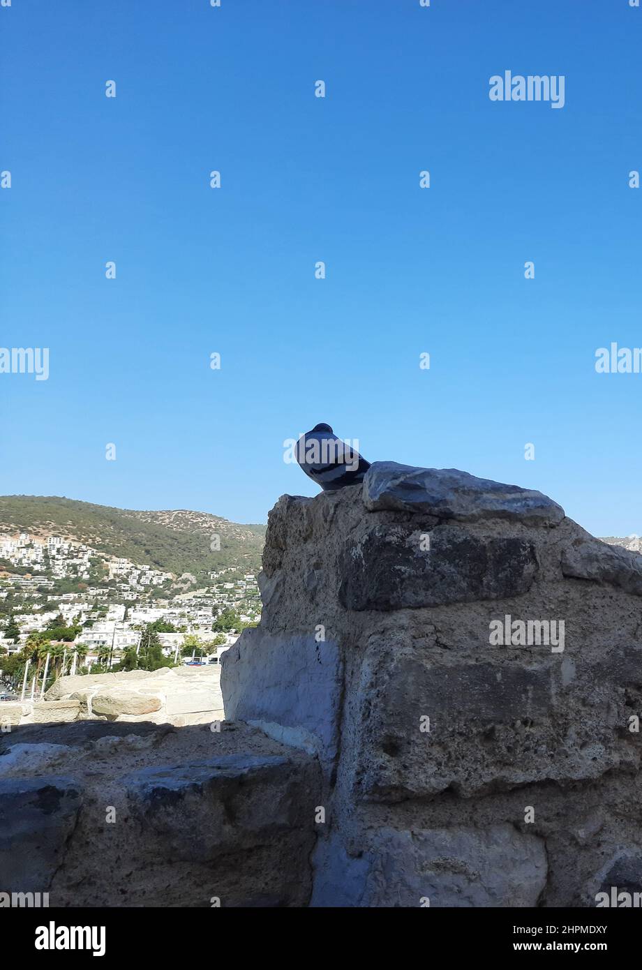 Dove on the wall of St. Peter's castle in Bodrum. A bird in the same ...