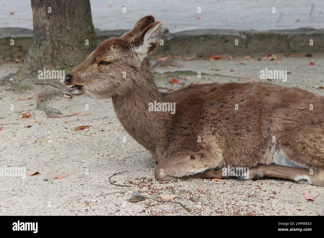 Miyajima japon hi-res stock photography and images - Alamy