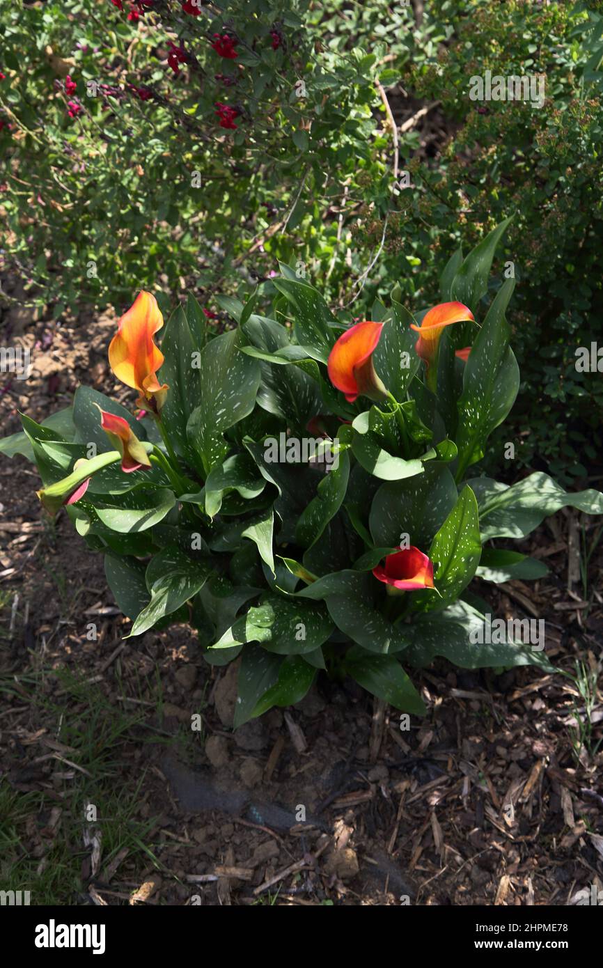 Orange Calla Lilies Growing in Garden Surrey England Stock Photo - Alamy