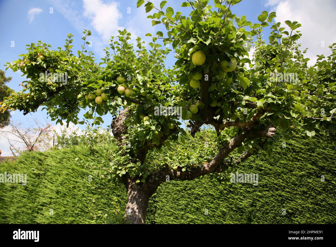 Green Apple Tree in Garden Surrey England Stock Photo - Alamy