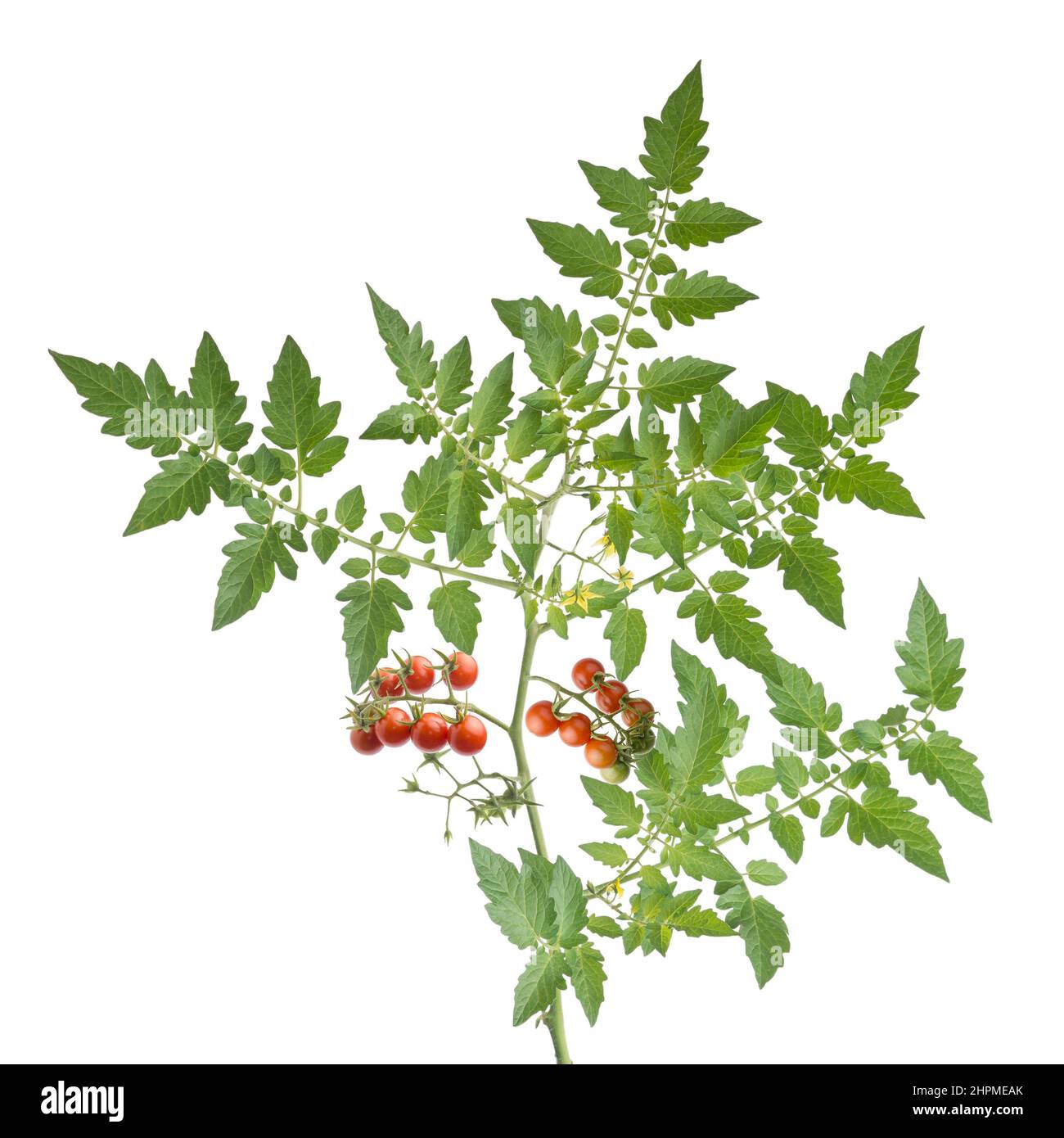 Tomato plant Cut Out Stock Images & Pictures - Alamy
