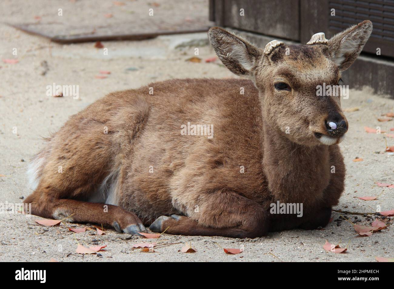 deer in miyajima (japan Stock Photo - Alamy
